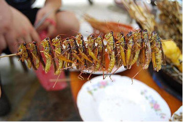 Science to Share | Krekels: van wilde tot duurzame voedselbron