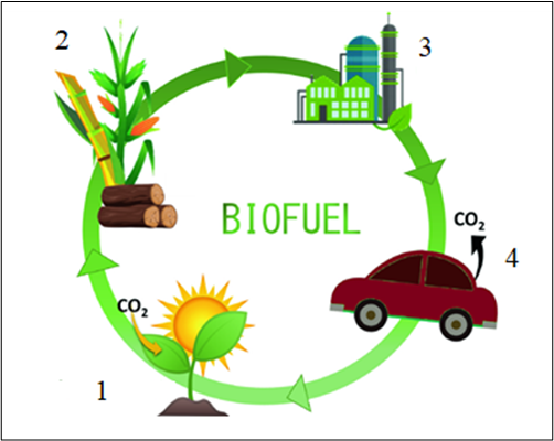 Science to Share | De zoektocht naar goedkopere biobrandstof