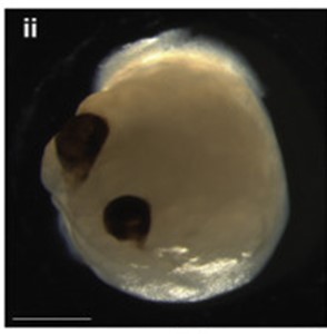 Science to Share | A mini brain with eyes