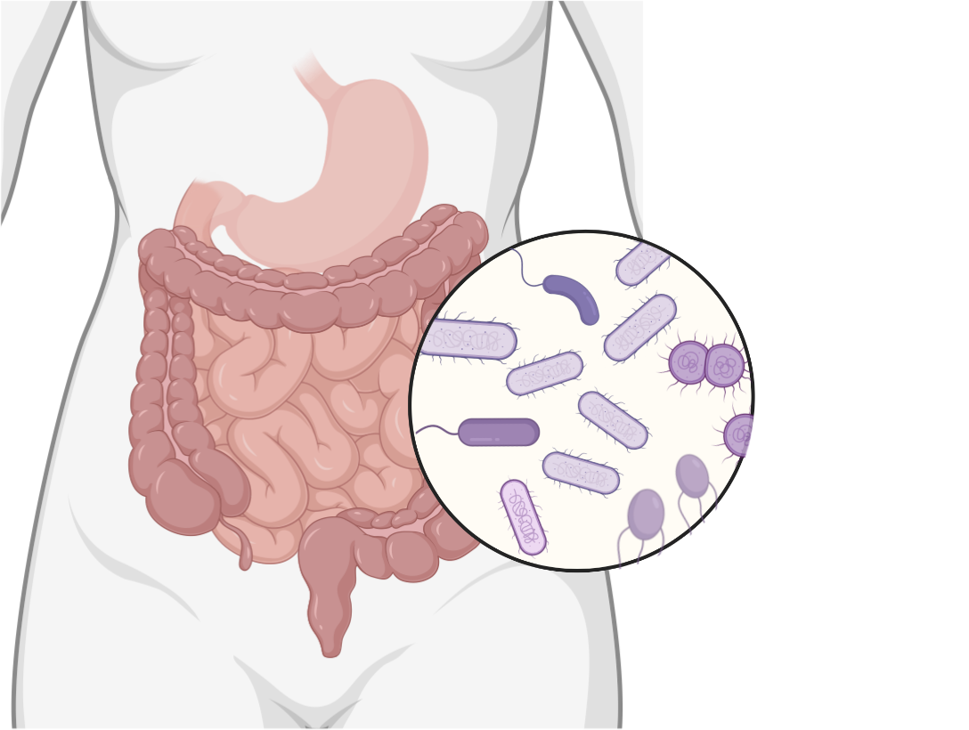 Science to Share | What’s lurking in our gut?